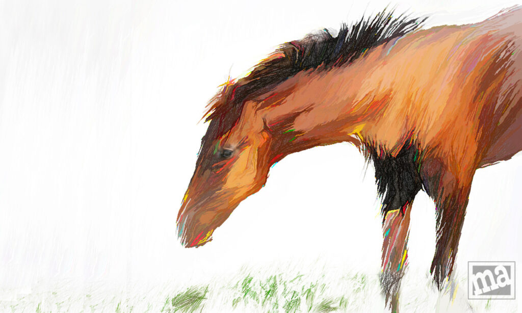 Lowcountry Fine Art Photography by Marge Agin