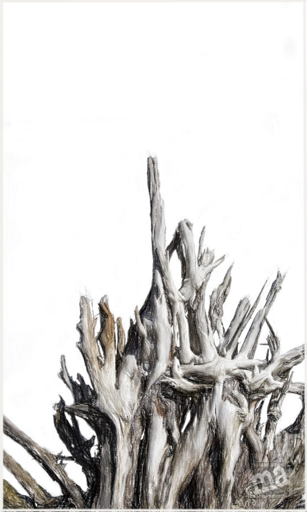 Lowcountry Fine Art Photography by Marge Agin